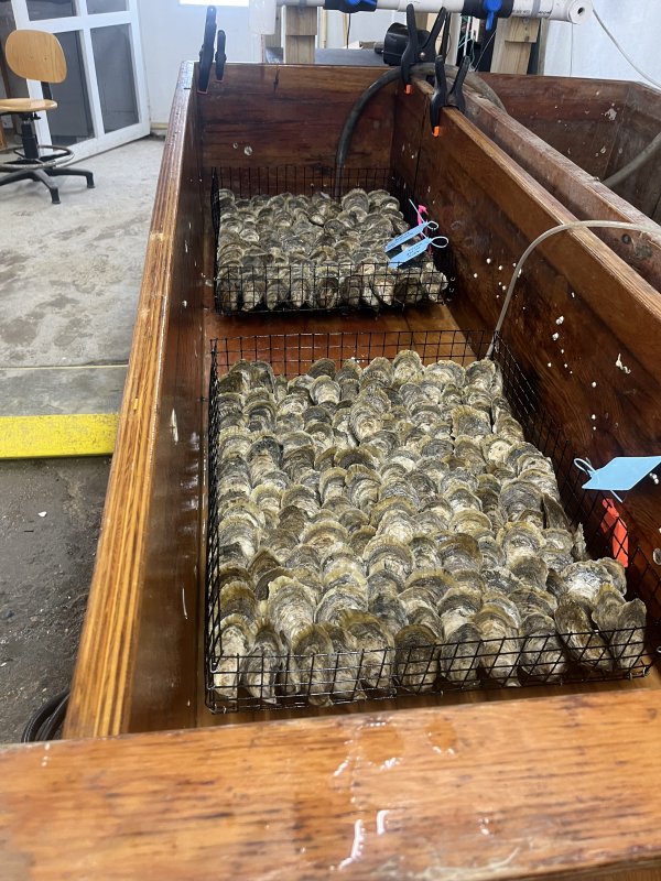 Delaware’s pilot-scale shellfish hatchery supports industry renewal | Cape Gazette